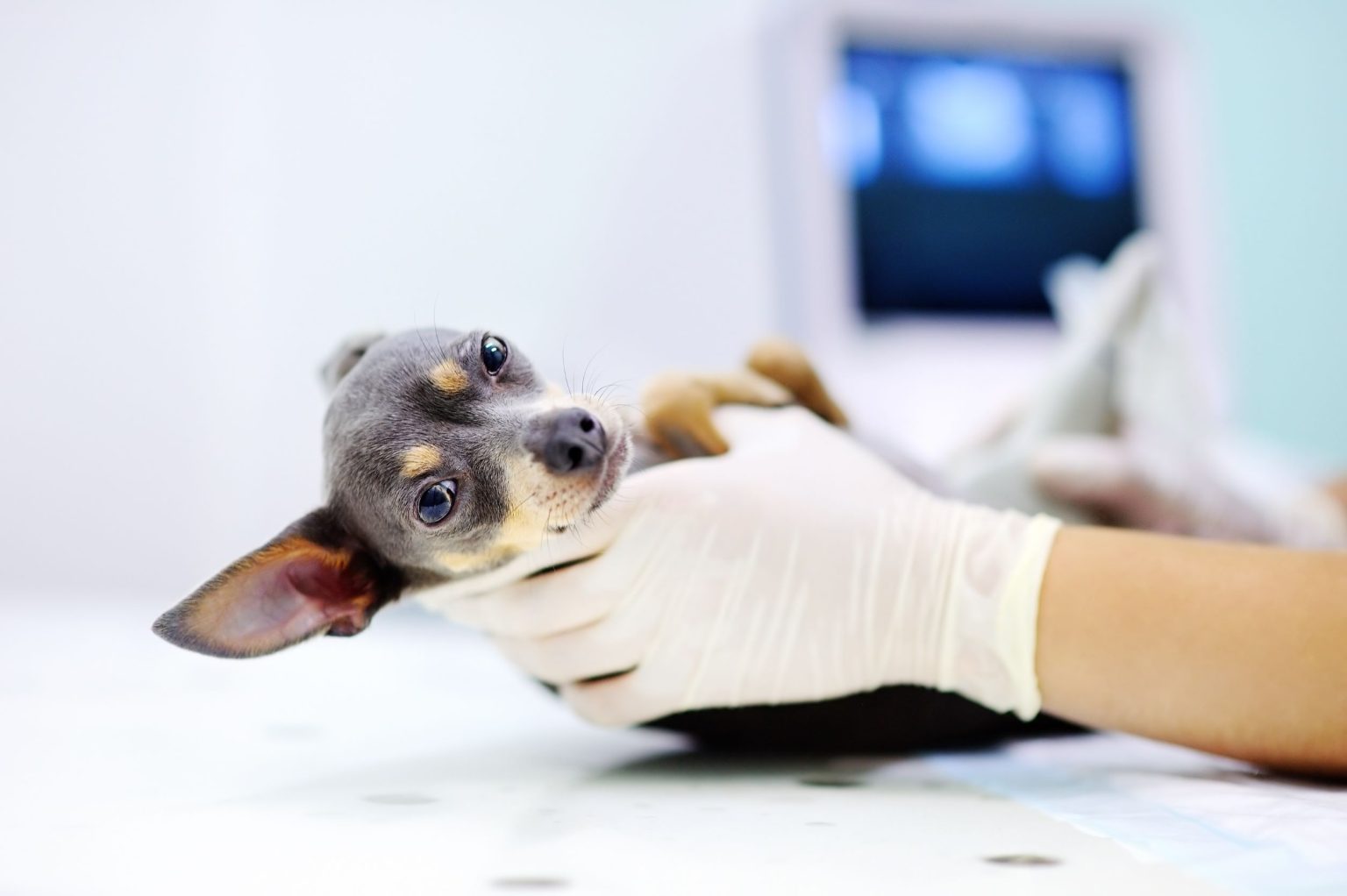Understanding the Animal Care industry in Australia